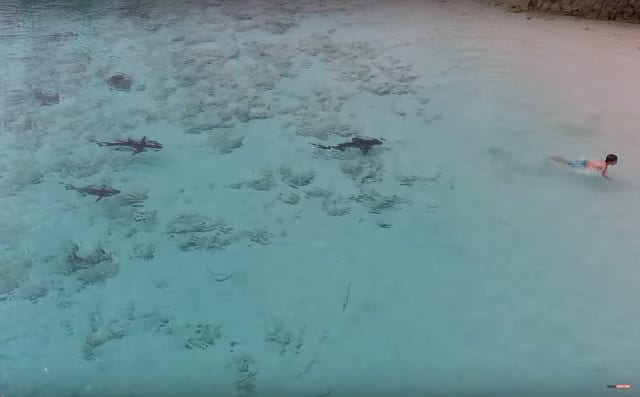 Drone Captures Boy Jumping In Ocean With Sharks Approaching - TVovermind