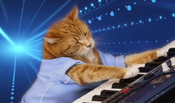 The Story of How Keyboard Cat First Went Viral - TVovermind