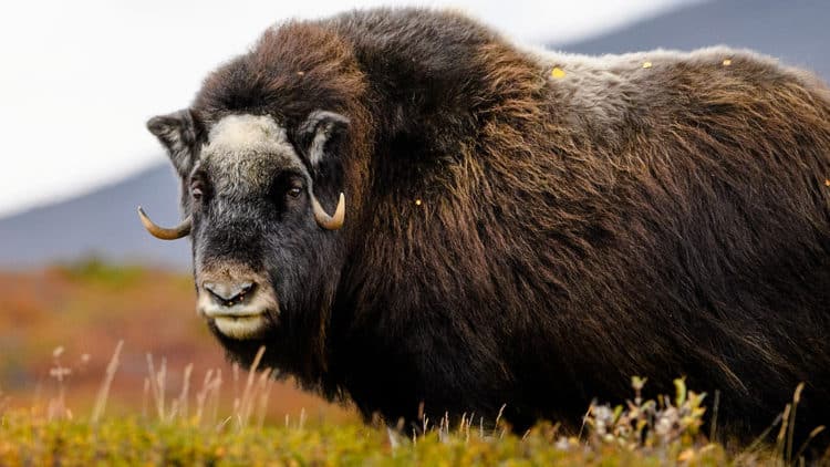 10 Things You Didn’t Know About Alone: The Beast – TVovermind