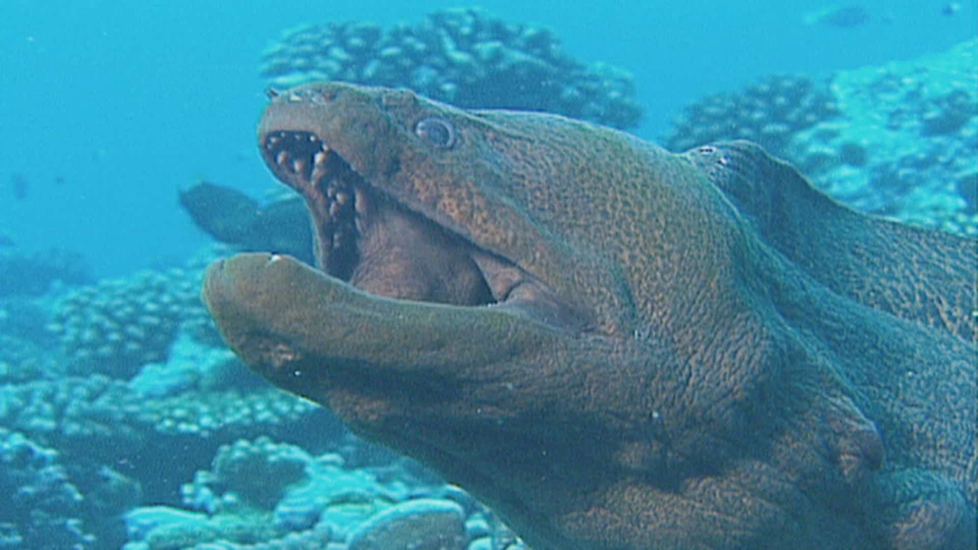 10 Things You Didn’t Know about MonsterQuest – TVovermind