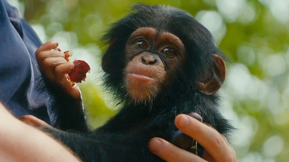 Discover the Heartwarming World of Baby Chimp Rescue: 10 Things You ...