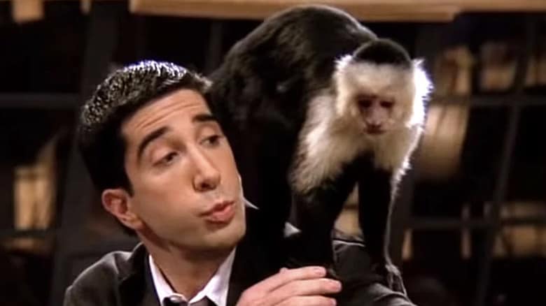 Here’s What Happened to Marcel from Friends – TVovermind