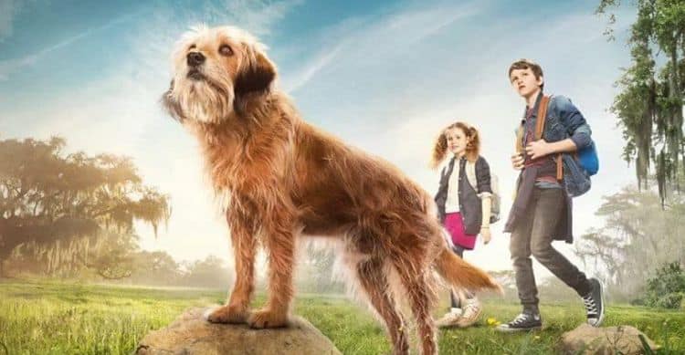 The 10 Best Movies About Pets - TVovermind