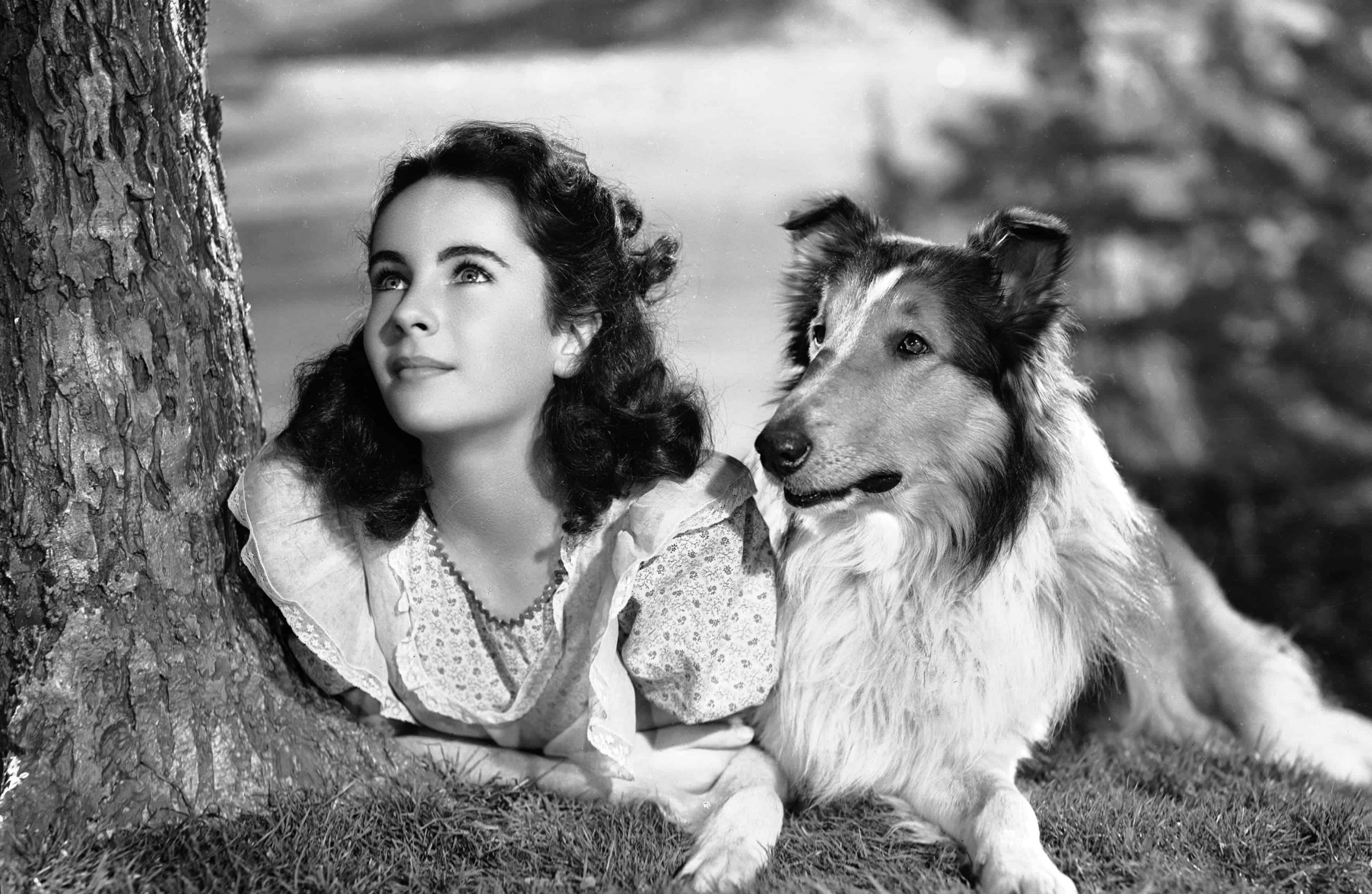 The 10 Most Famous Dogs In Hollywood History – TVovermind