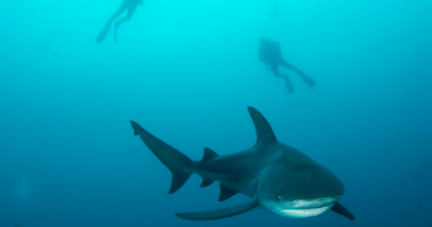 What is Shark Week? – TVovermind