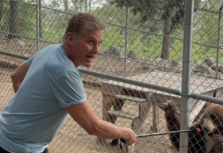 Five Things You Did Not Know About David Hasselhoff - TVovermind