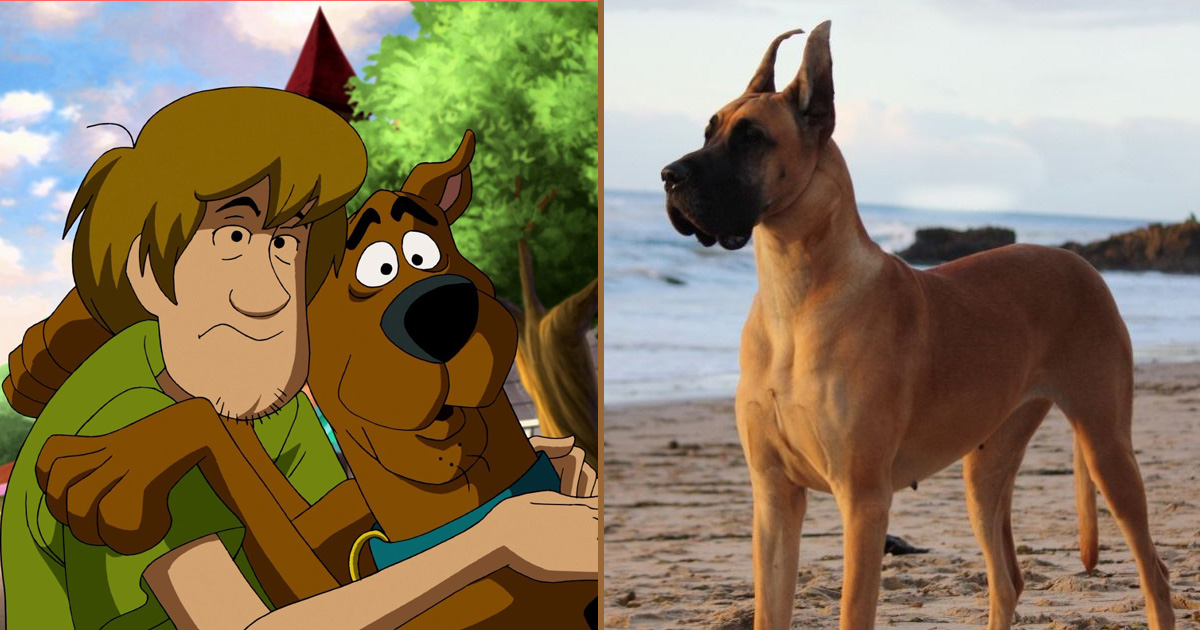 Did You Know The Breeds Of These 10 On-Screen Dogs? - TVovermind